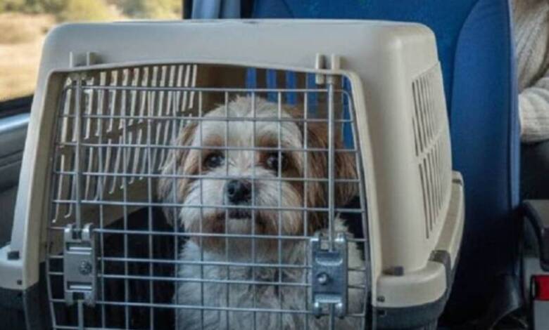 Argentina permitió que las mascotas viajen en trenes y colectivos de ...